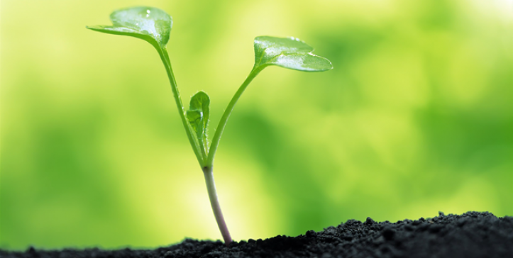 Brotes verdes y derecho de propiedad