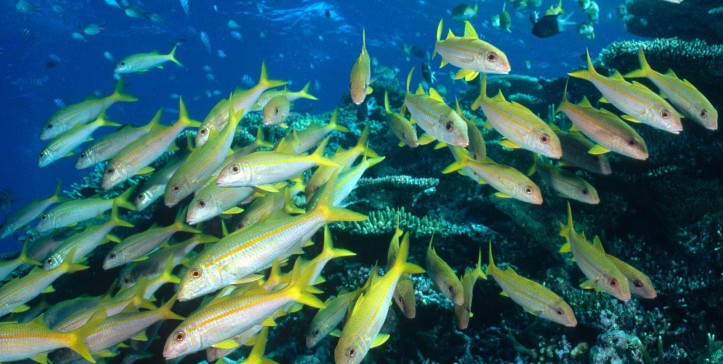 El anhelo de ser cardumen