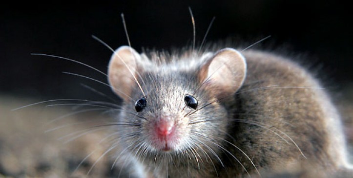El pequeño ratón que duerme en mi cama